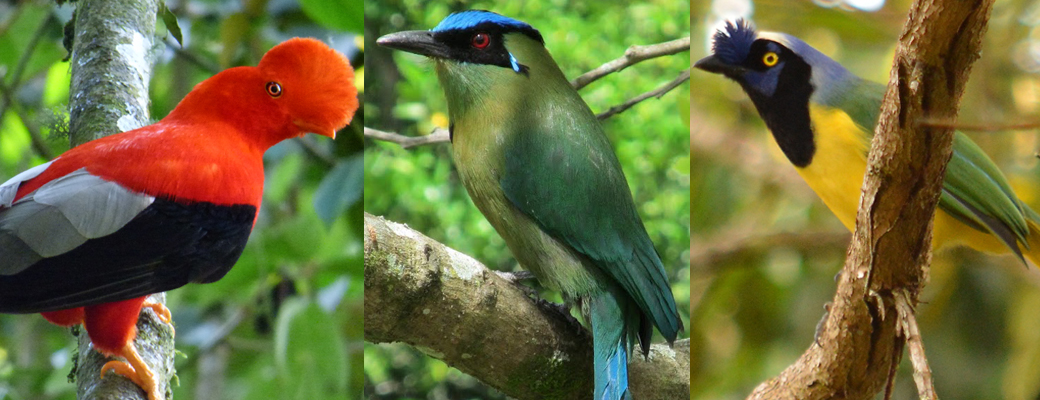 Nuestra Fauna Silvestre | COA